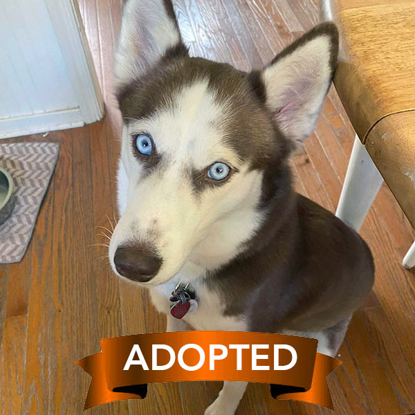 Available Dogs - DVSHR